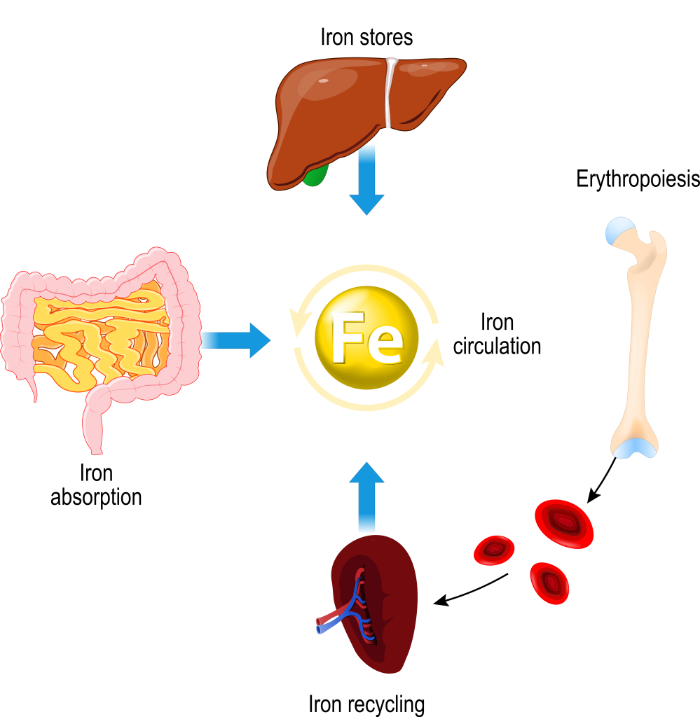 Iron deficiency in childhood and adolescents - pharmanutra.it